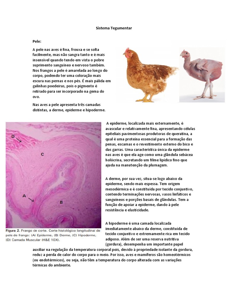 Estrutura da Pele nas Aves | PDF | Pele | Anatomia