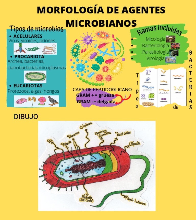 Morfología de Agentes Microbianos | PDF