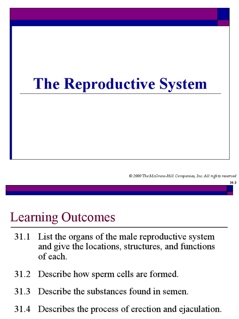 10 Reproductive System | PDF | Menstrual Cycle | Ovary