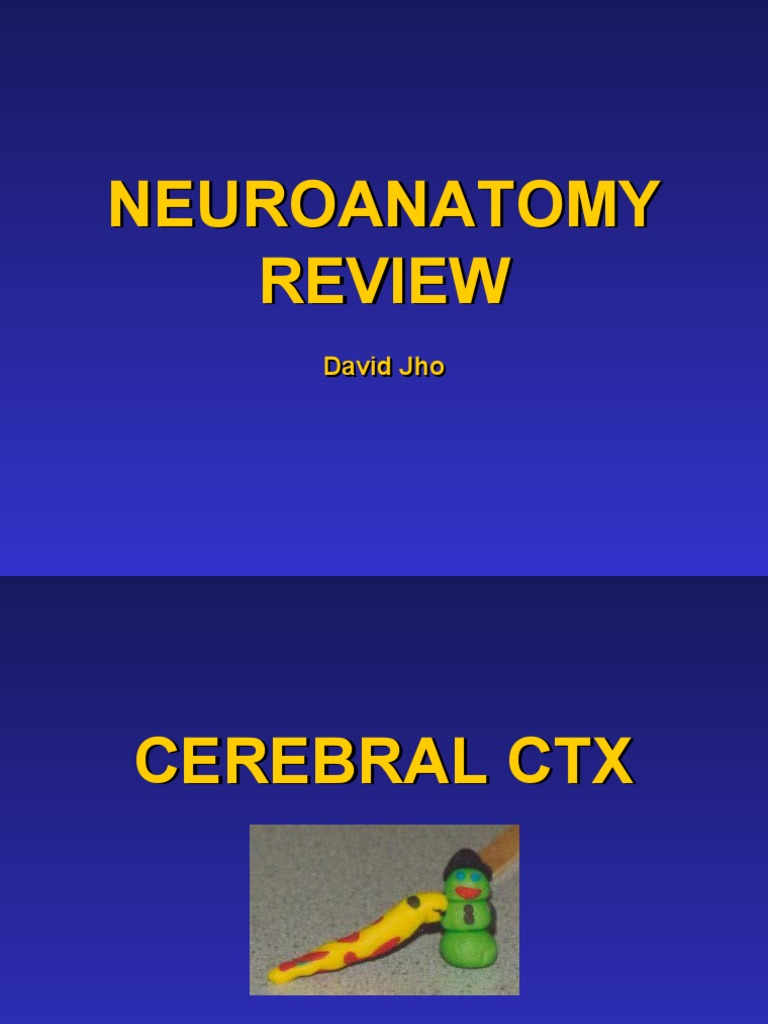 Neuroanatomy | PDF | Cerebellum | Hippocampus Anatomy