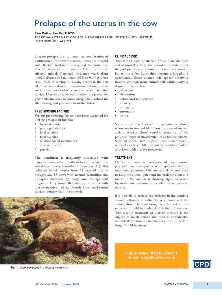 Cattle - Uterus Prolapse | PDF | Vertebral Column | Vertebra