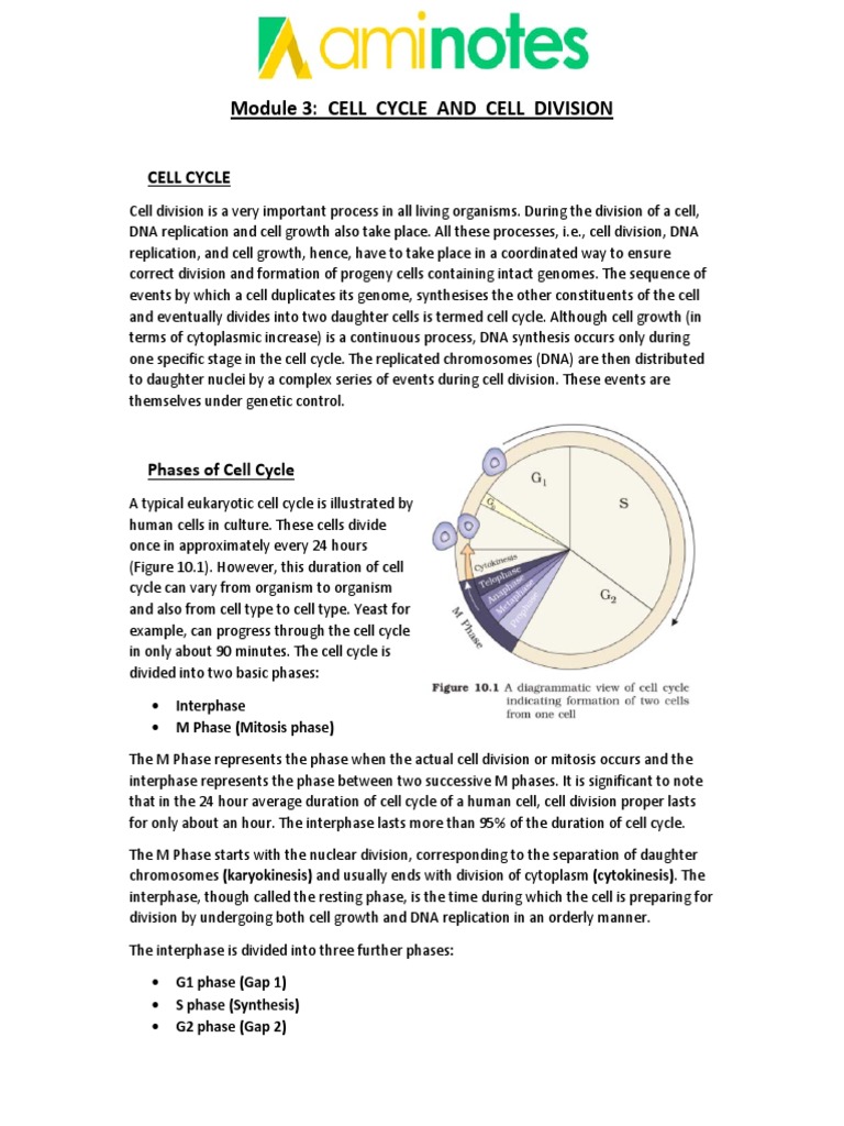Understanding Cell Cycle and Division | PDF | Meiosis | Mitosis