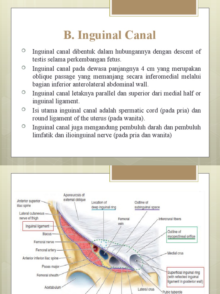 Hernia Lipat Paha | PDF