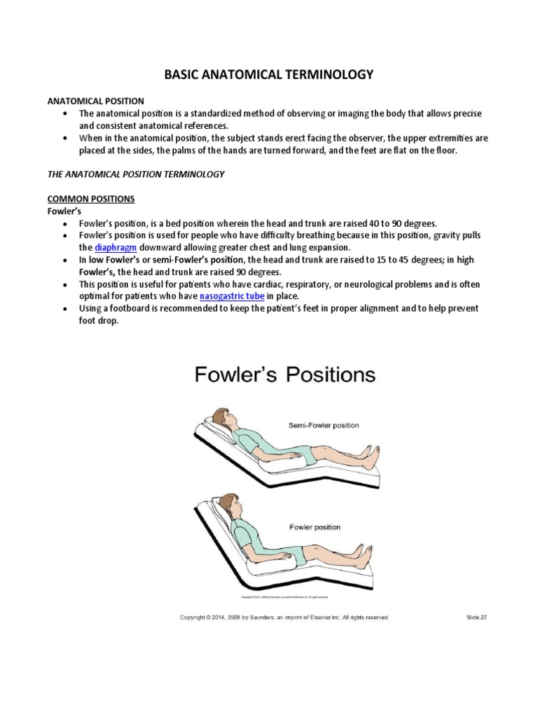 Basic Anatomical Terminology | PDF