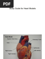 Anatomy Heart Cadaver | PDF | Heart Valve | Coronary Circulation
