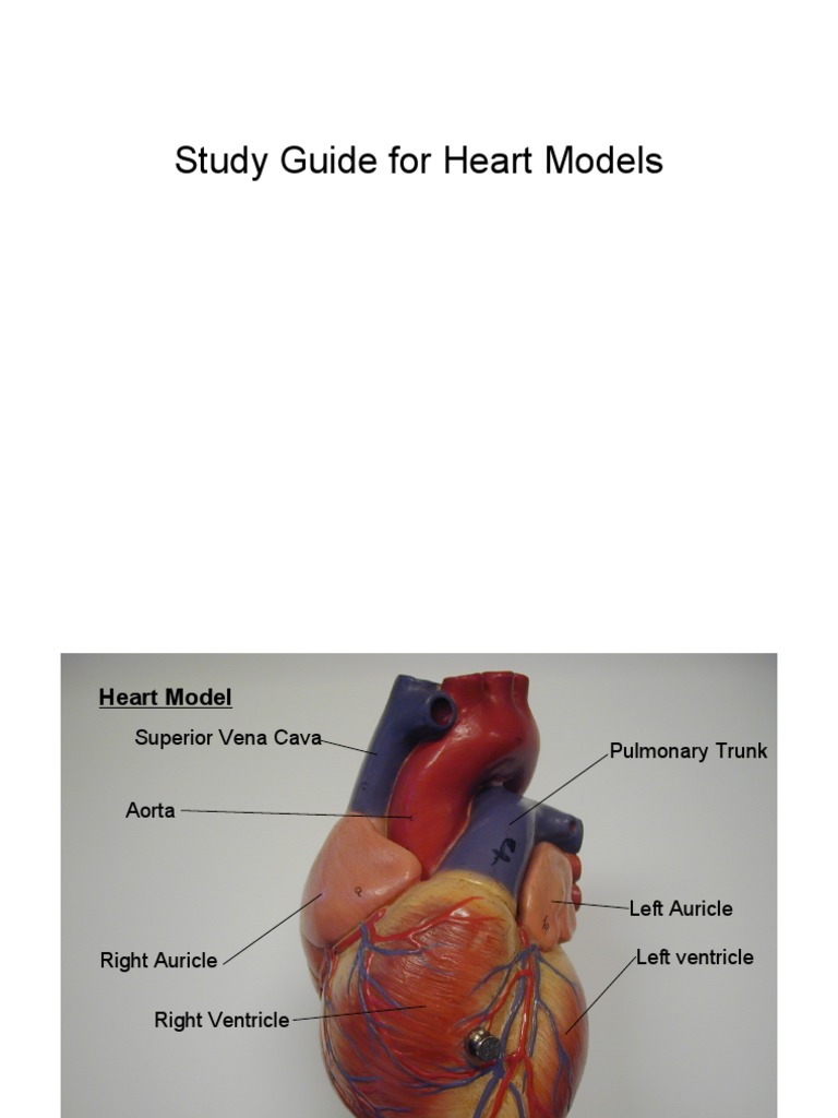 Labeled Heart Models | PDF | Heart Valve | Coronary Circulation