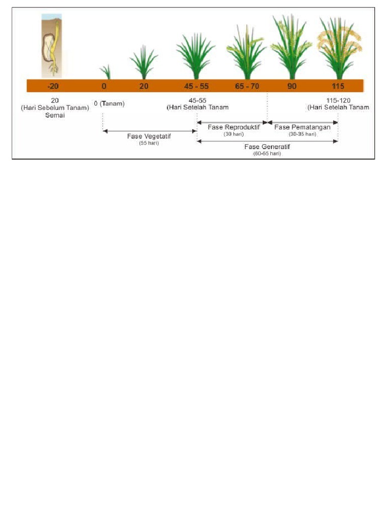 Pertumbuhan Tanaman Padi | PDF