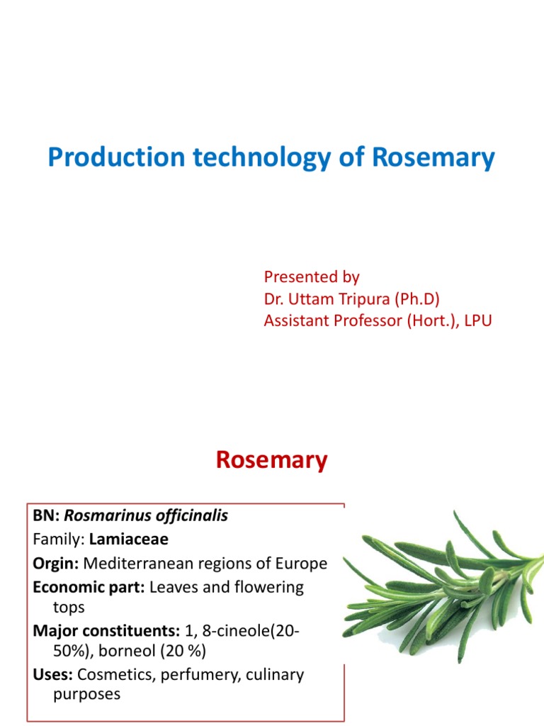 Production Technology of Rosemary | PDF | Rosemary | Plant Nursery