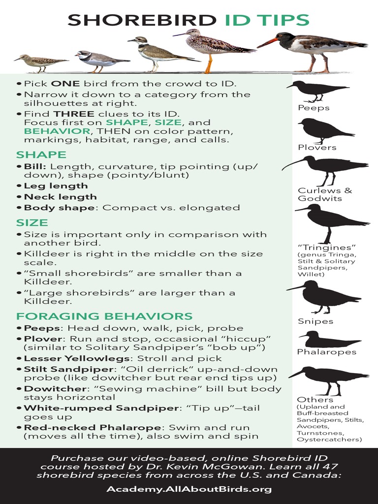 ShorebirdIDRackCard 20200629-Accessible | PDF | Zoology | Dinosaurs Of ...