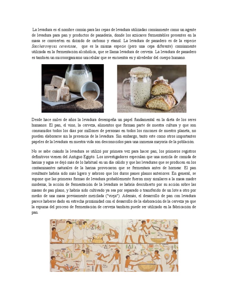 Historia De La Levadura Pdf Levadura Panes
