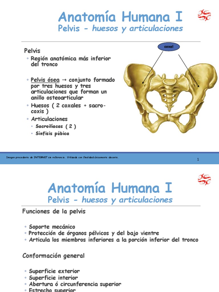 Articulaciones Pelvis Pdf Pelvis Articulación