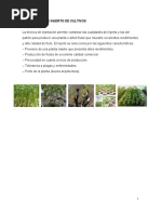 Tipos y Técnicas de Injertos en Plantas | PDF | Injerto | Plantas