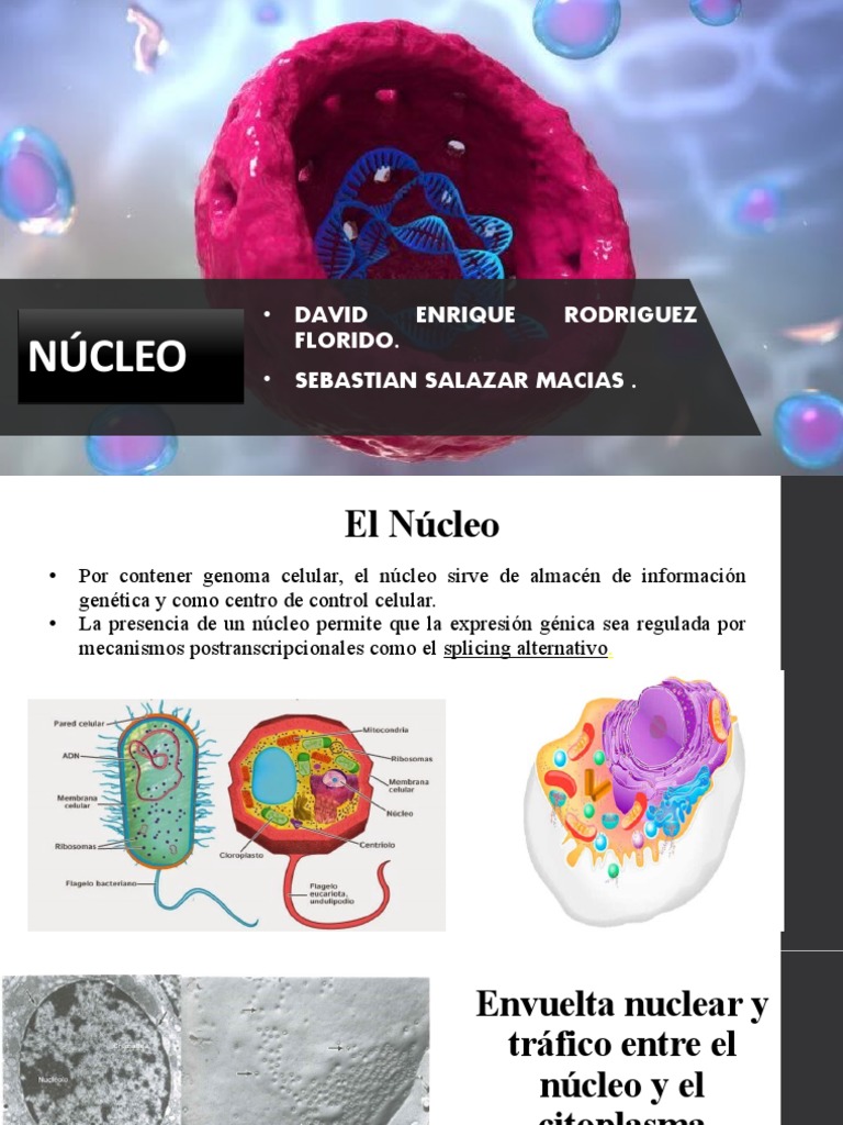 Estructura y Función del Núcleo Celular | PDF | Nucleo celular ...