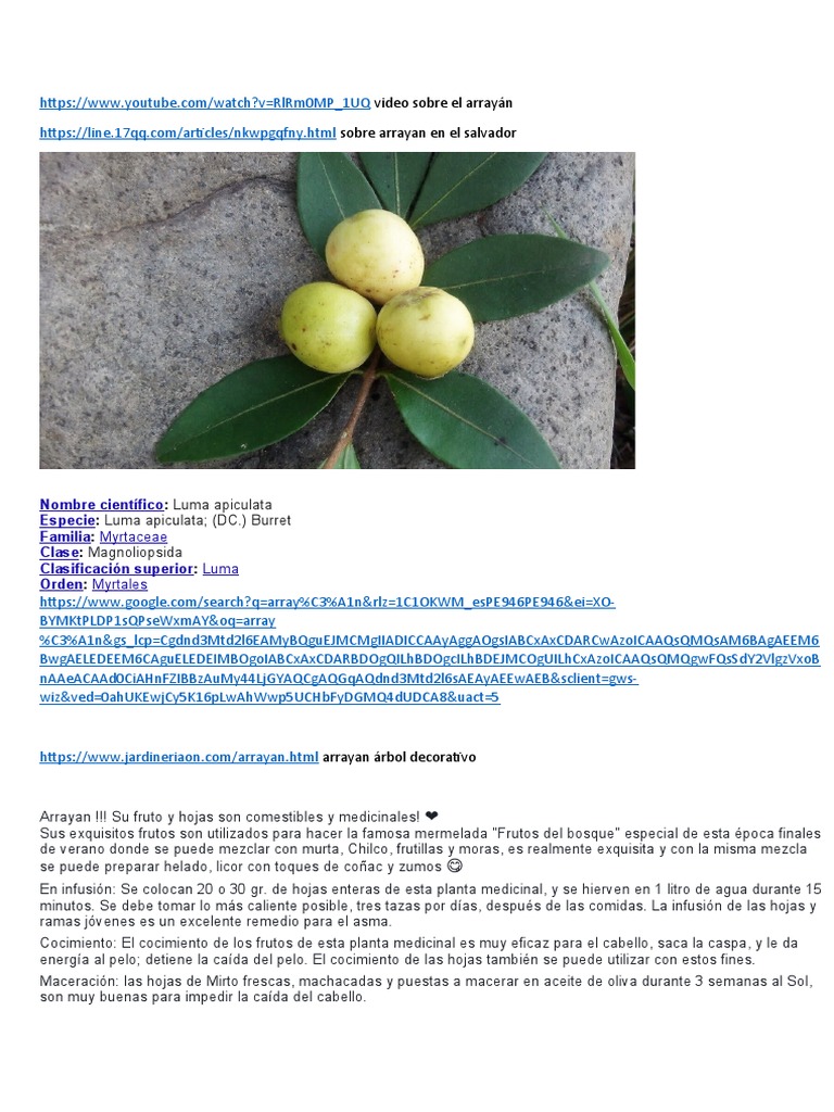 Cuidados y usos del arrayán | PDF | Botánica | Plantas