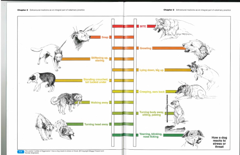 Ladder of Aggression With Pics | PDF