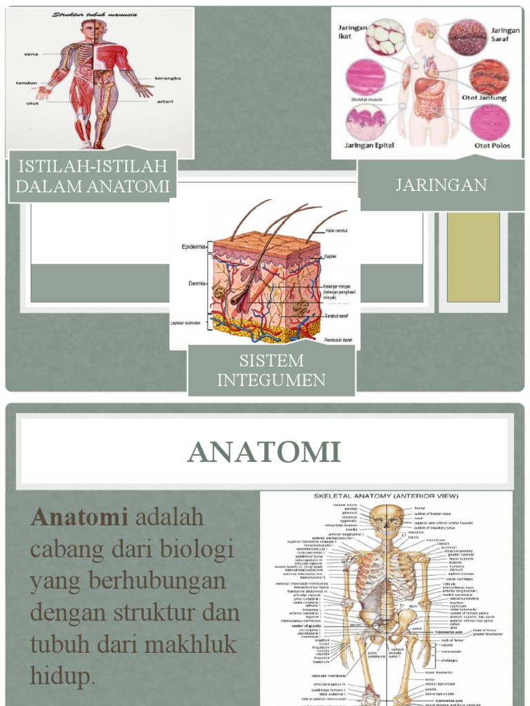 Iss 1B Istilah-Istilah Anatomi, Pembagian Region Tubuh, Macam-Macam ...
