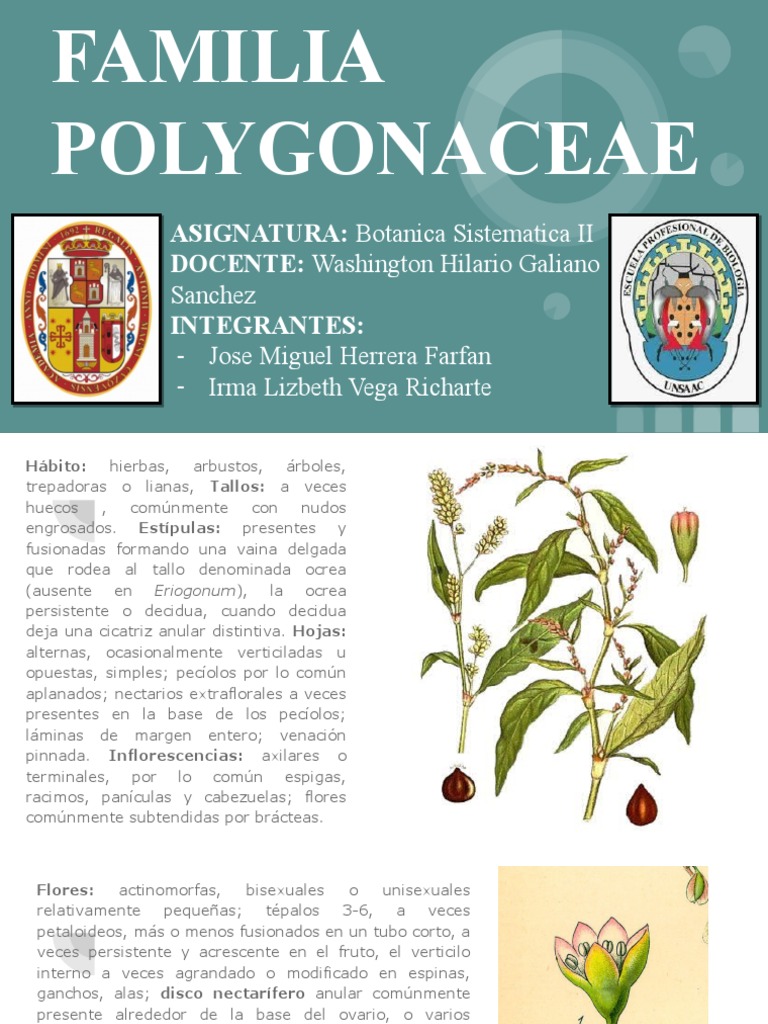 Características de la familia Polygonaceae | PDF | Ramas de la botánica ...