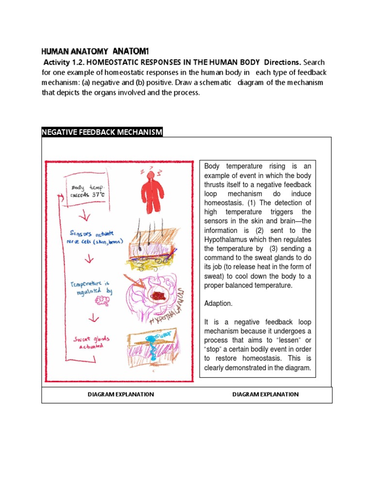 Negative Feedback Mechanism: Diagram Explanation Diagram Explanation ...