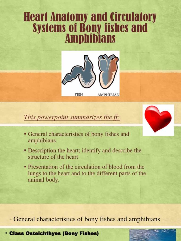 Bony Fish Heart and Circulatory System | PDF | Heart | Fish