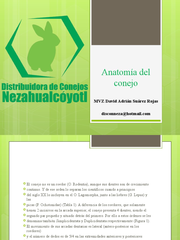 Anatomía Del Conejo | PDF | Percepción visual | Ojo