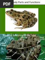 Class XI Morphology and Anatomy of Frog | PDF | Digestion ...