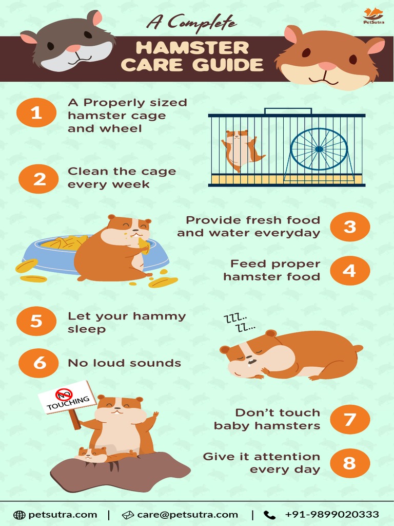 Essential Hamster Care Tips Guide | PDF