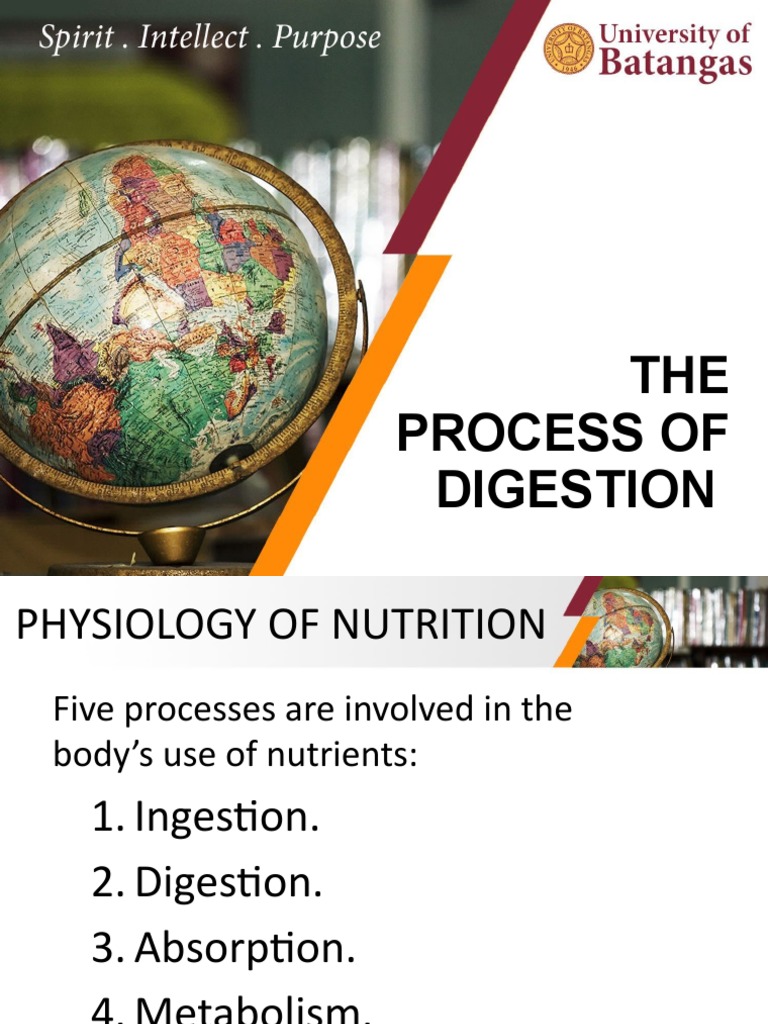 THE Process of Digestion | PDF | Digestion | Human Digestive System