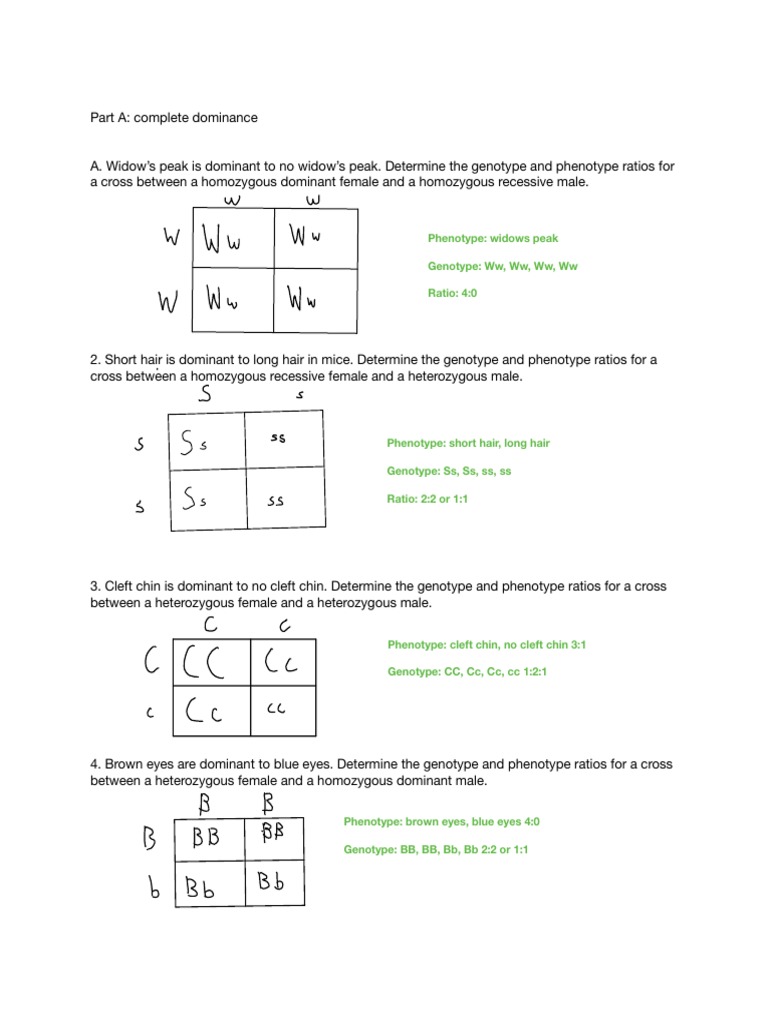 3.4 Genotype Practice | PDF | Dominance (Genetics) | Genotype