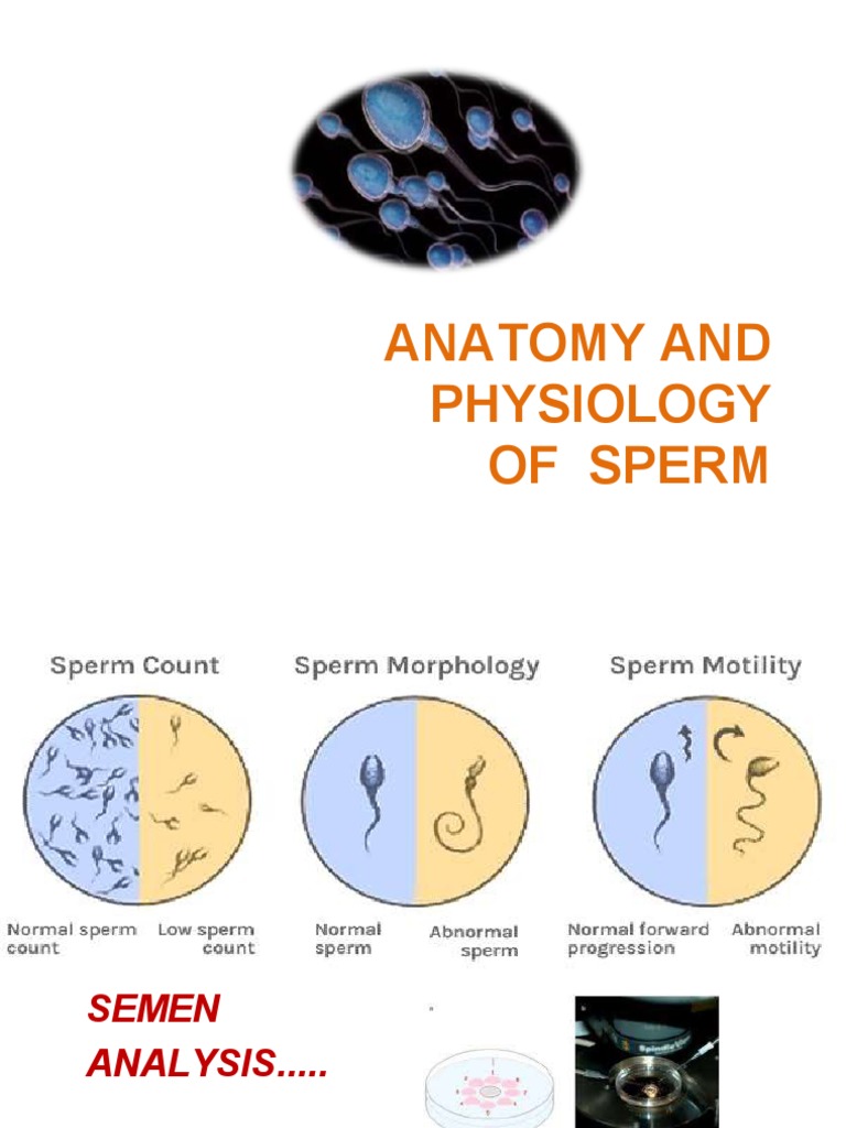 Anatomy and Physiology of Sperm | PDF | Semen | Sperm