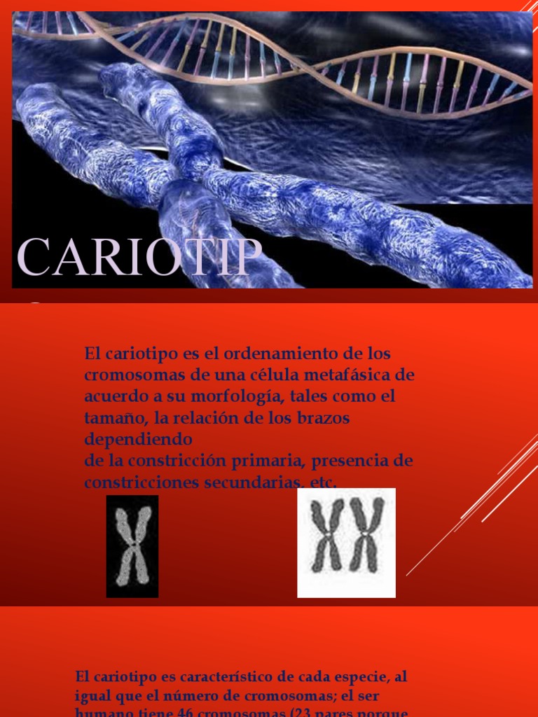 Tipos y análisis de cariotipos | PDF | Cariotipo | Cromosoma