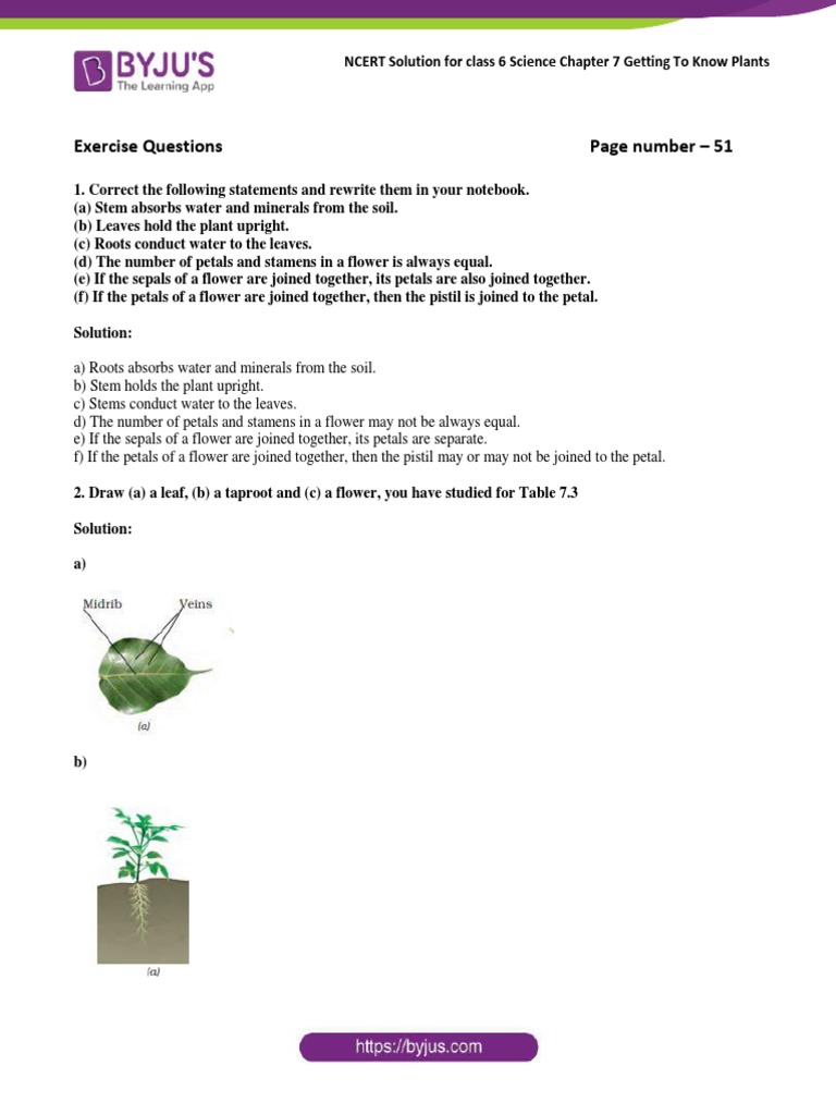 Understanding Plant Structures and Functions: A Detailed Explanation ...