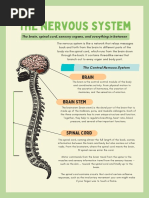 Alberta Infant Motor Scale (AIMS) | PDF | Validity (Statistics ...
