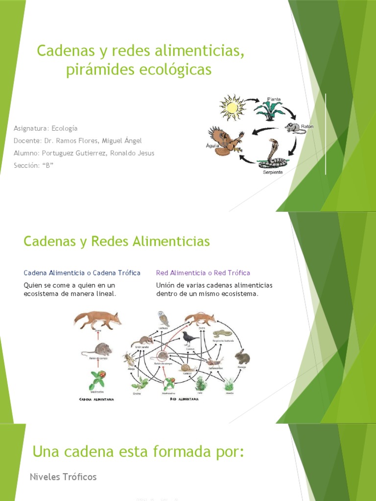 Cadenas y Redes Alimenticias, Pirámides Ecológicas | PDF | Ecología ...