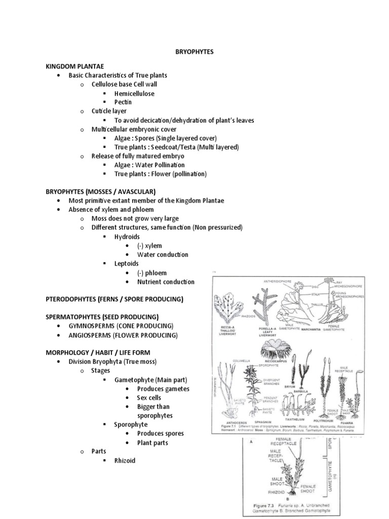 Bryophytes Kingdom Plantae | PDF | Plants | Anatomy