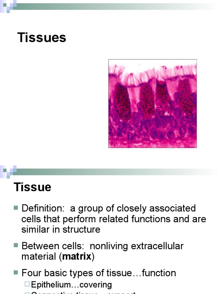 The Four Basic Types of Tissues | PDF | Epithelium | Tissue (Biology)