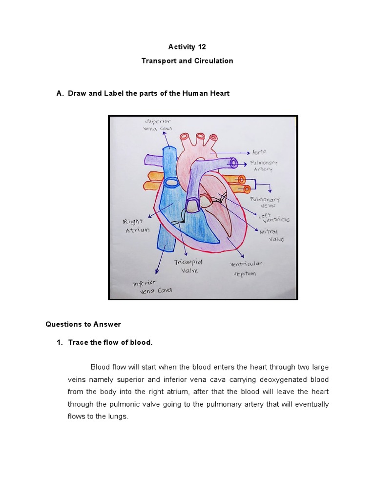 Activity 12 TRANSPORT AND CIRCULATION | PDF | Science & Mathematics