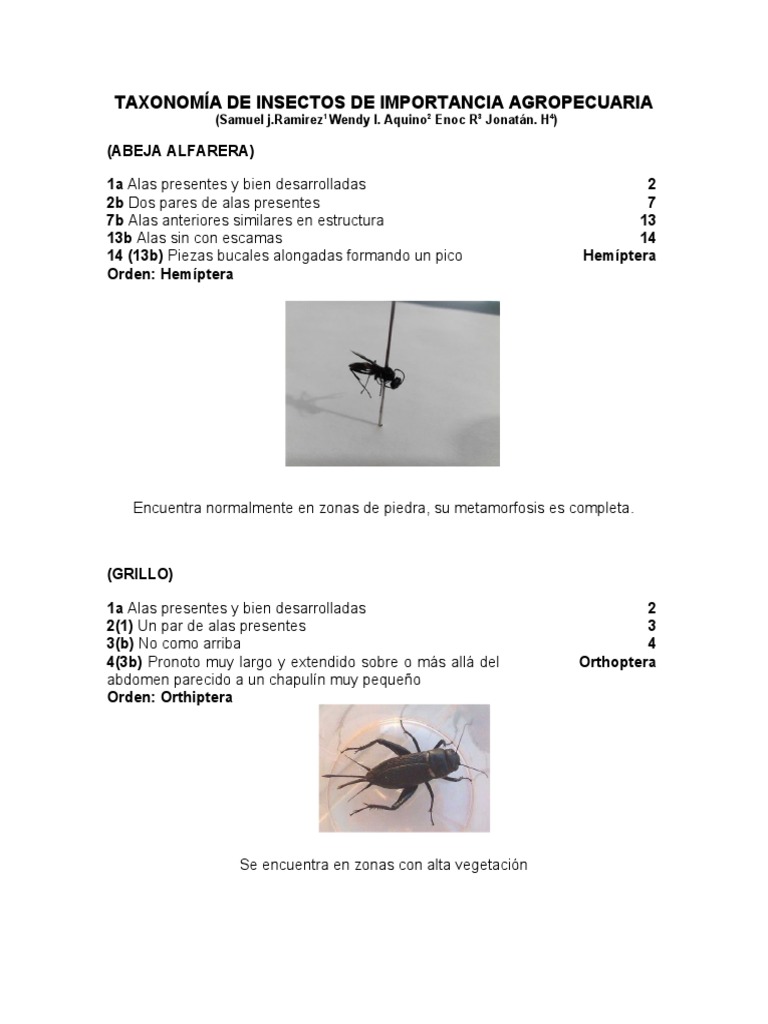 Clave para Identificar Las Principales Órdenes de Las Clases de ...
