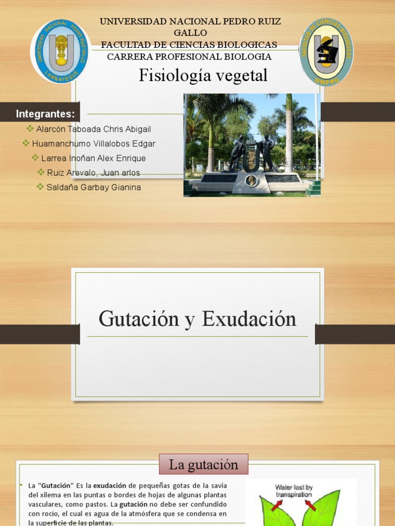 Gutación y Exudación en Plantas | PDF | Biología | Botánica