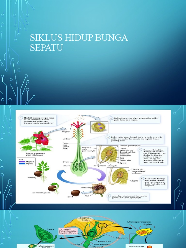 Siklus Hidup Bunga Sepatu | PDF