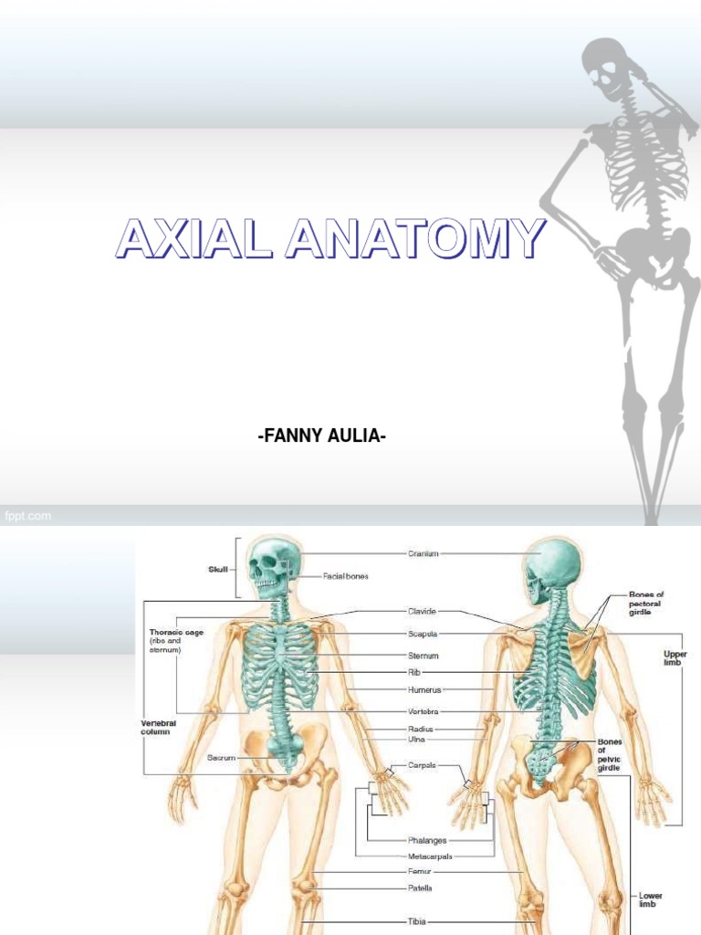 02 Axial Anatomy PDF | PDF | Skeletal System | Anatomy