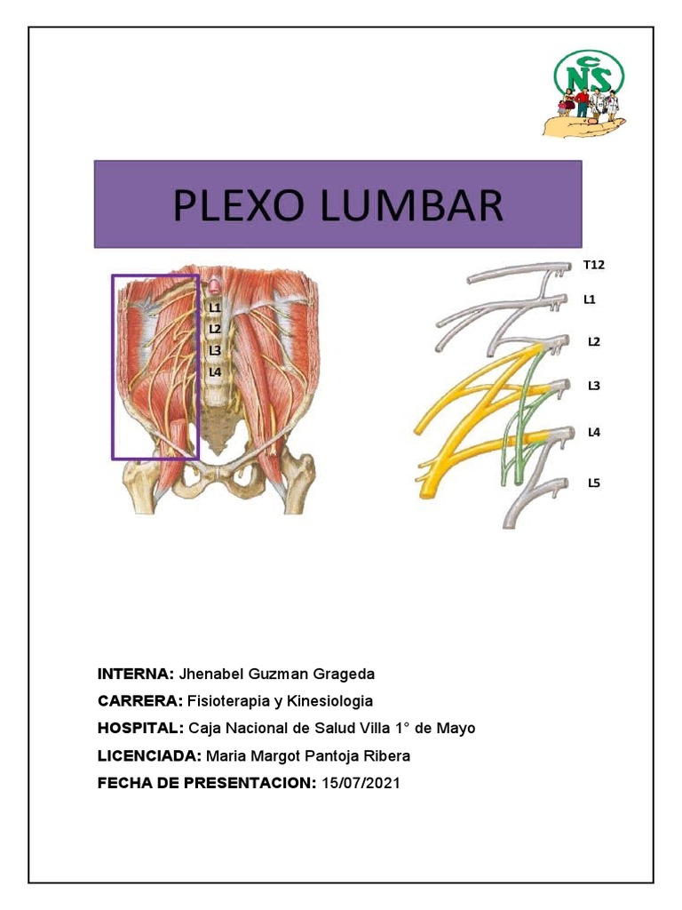 Plexo Lumbar 1 | PDF | Sistema musculoesquelético | Anatomía del ...