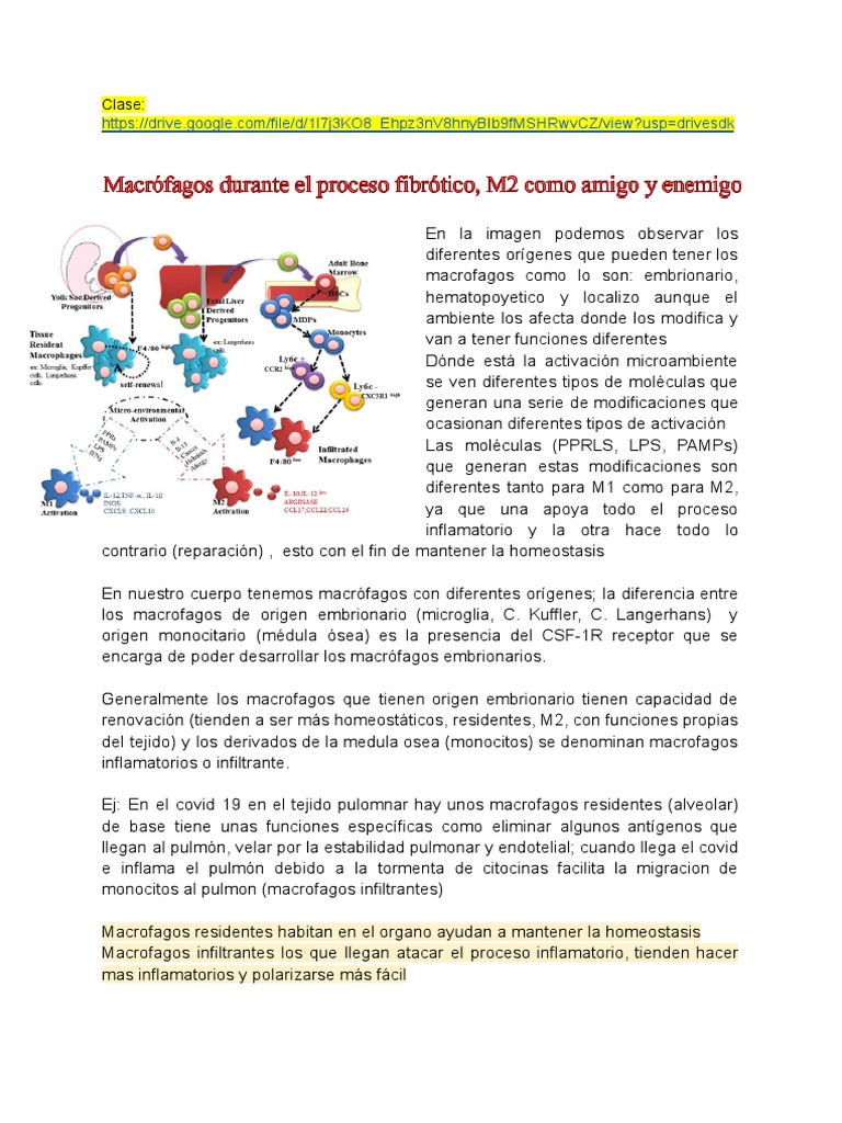 Macrofagos M1 - M2 - Inmunidad Innata | PDF | Sistema inmune | Macrófago