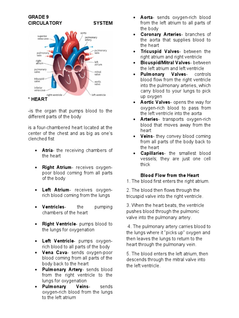 Grade 9 Circulatory System | PDF | Heart Valve | Heart
