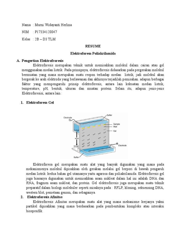 Elektroforesa Poliakrilamida | PDF