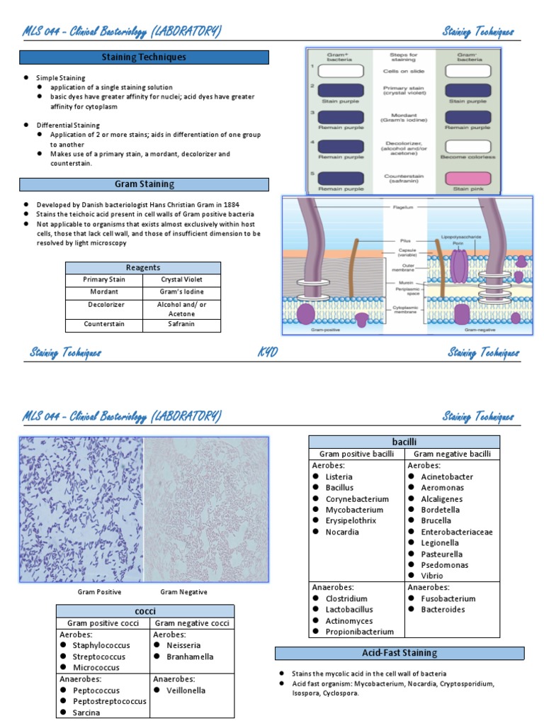 MLS 044 - Clinical Bacteriology (LABORATORY) Staining Techniques | PDF ...