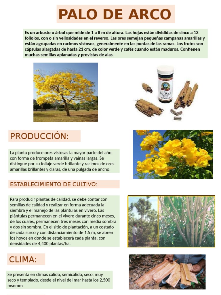 Palo De Arco árbol O Arbusto De 1 A 8 M Con Flores Amarillas Y Frutos