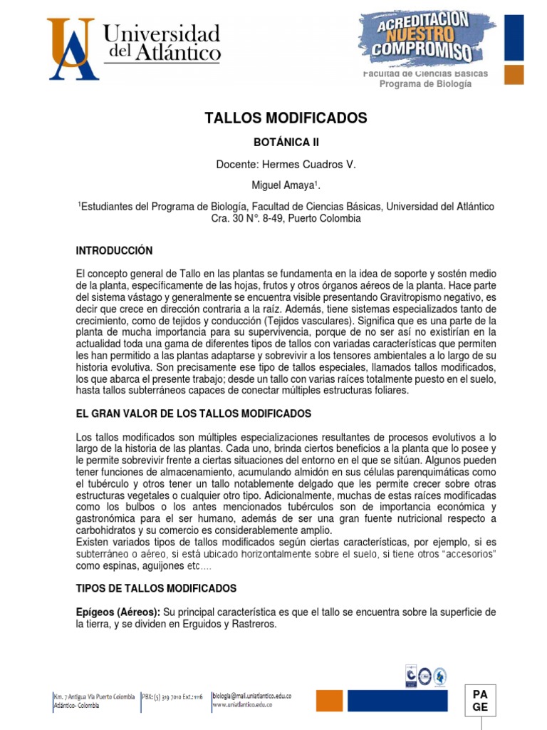 Ensayo Sobre Tallos Modificados. Miguel Amaya, 2021 | PDF | Tallo de la ...