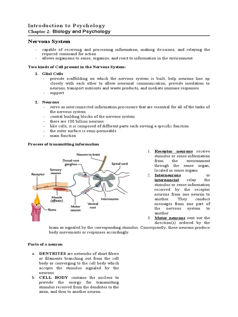 Understanding the Building Blocks of the Nervous System: An Overview of ...
