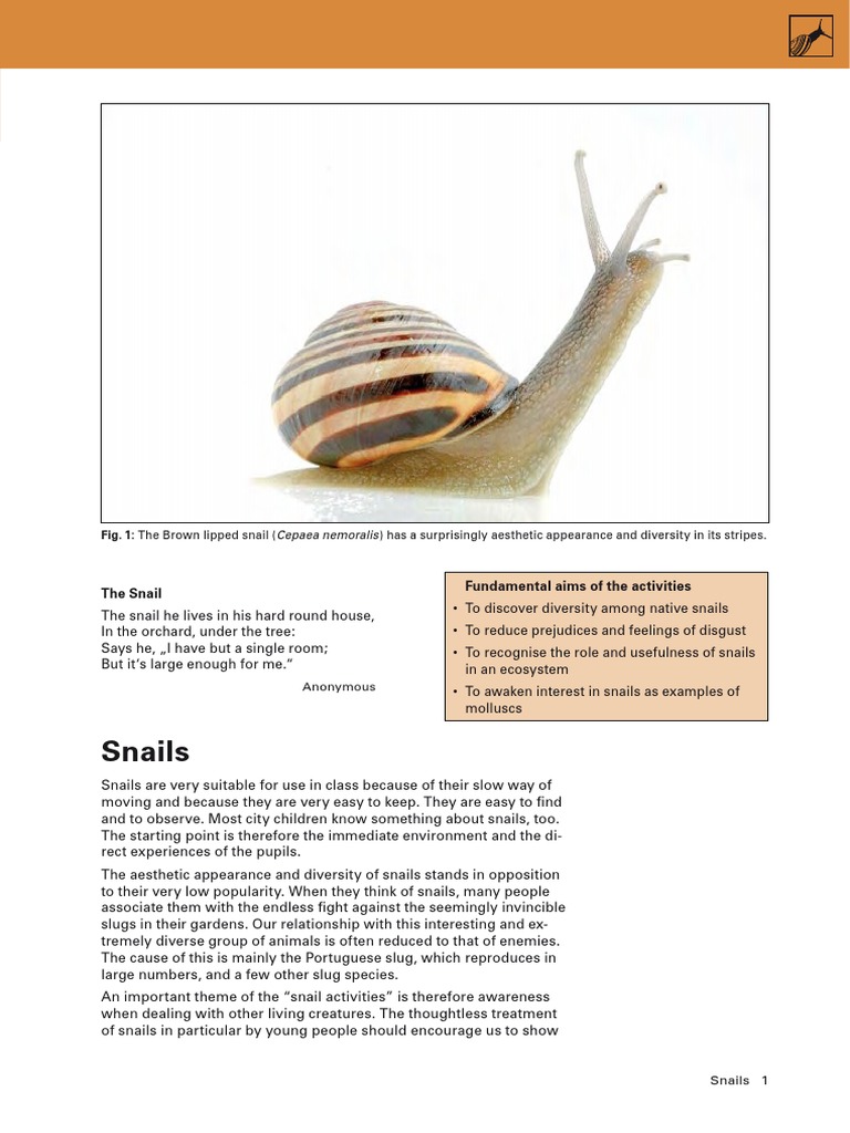 Snails: Fundamental Aims of The Activities The Snail | PDF | Senses | Odor