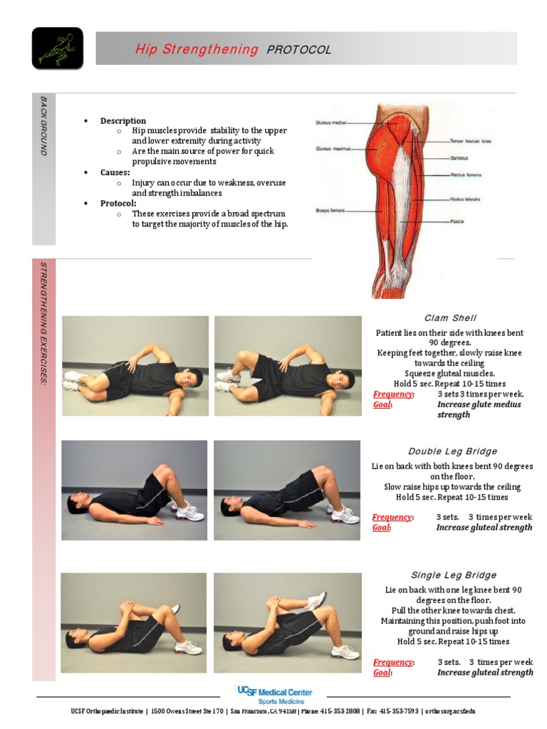 Hip Strengthening Protocol | PDF | Anatomical Terms Of Motion | Human Leg